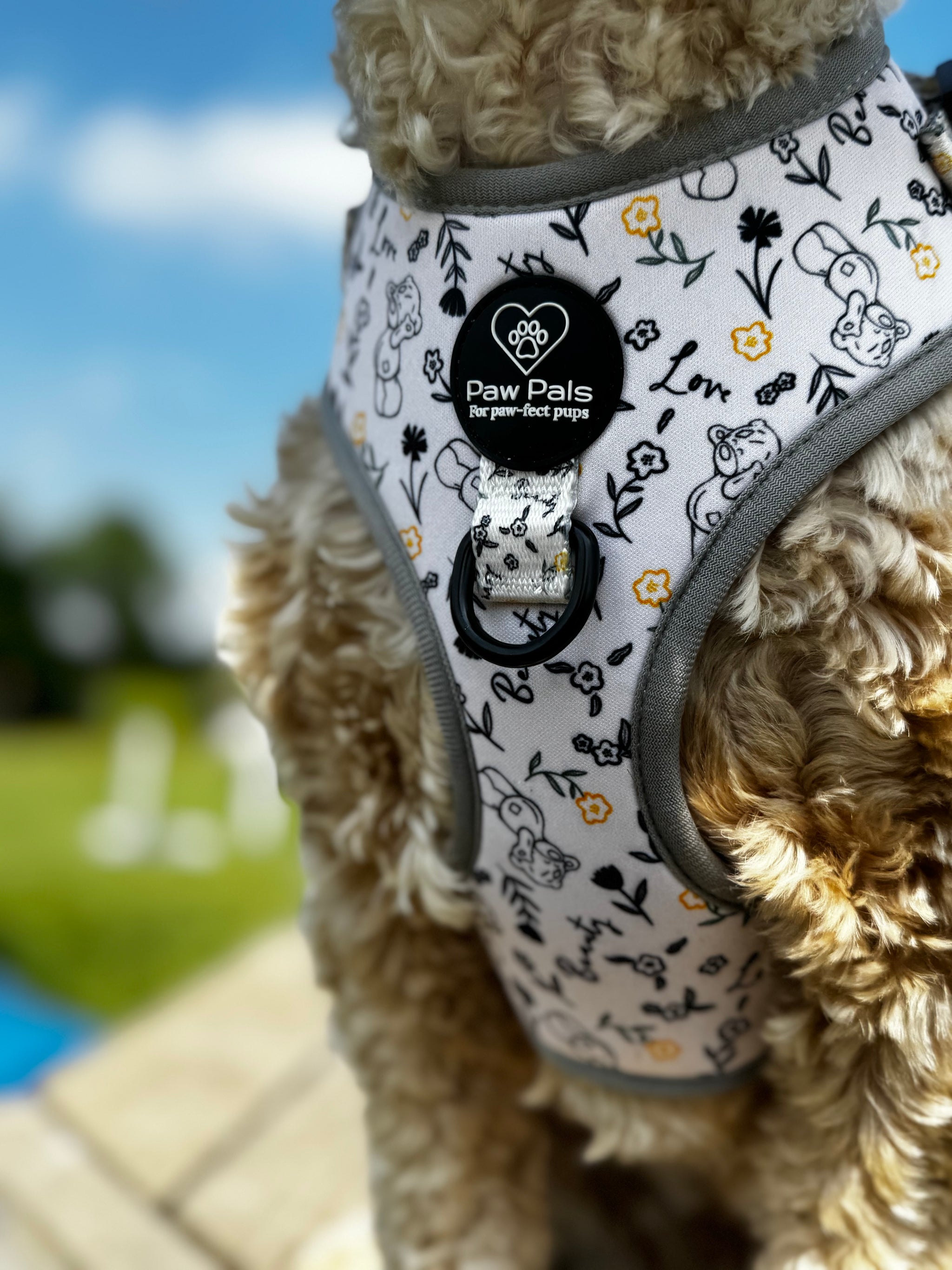 Tatty Teddy Springs Harness – Paw Pals
